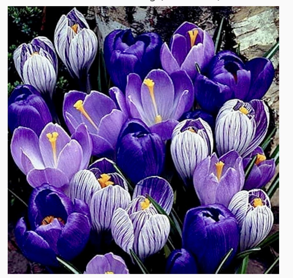 Snob Them Not – Lyrics, Sentiments and Me