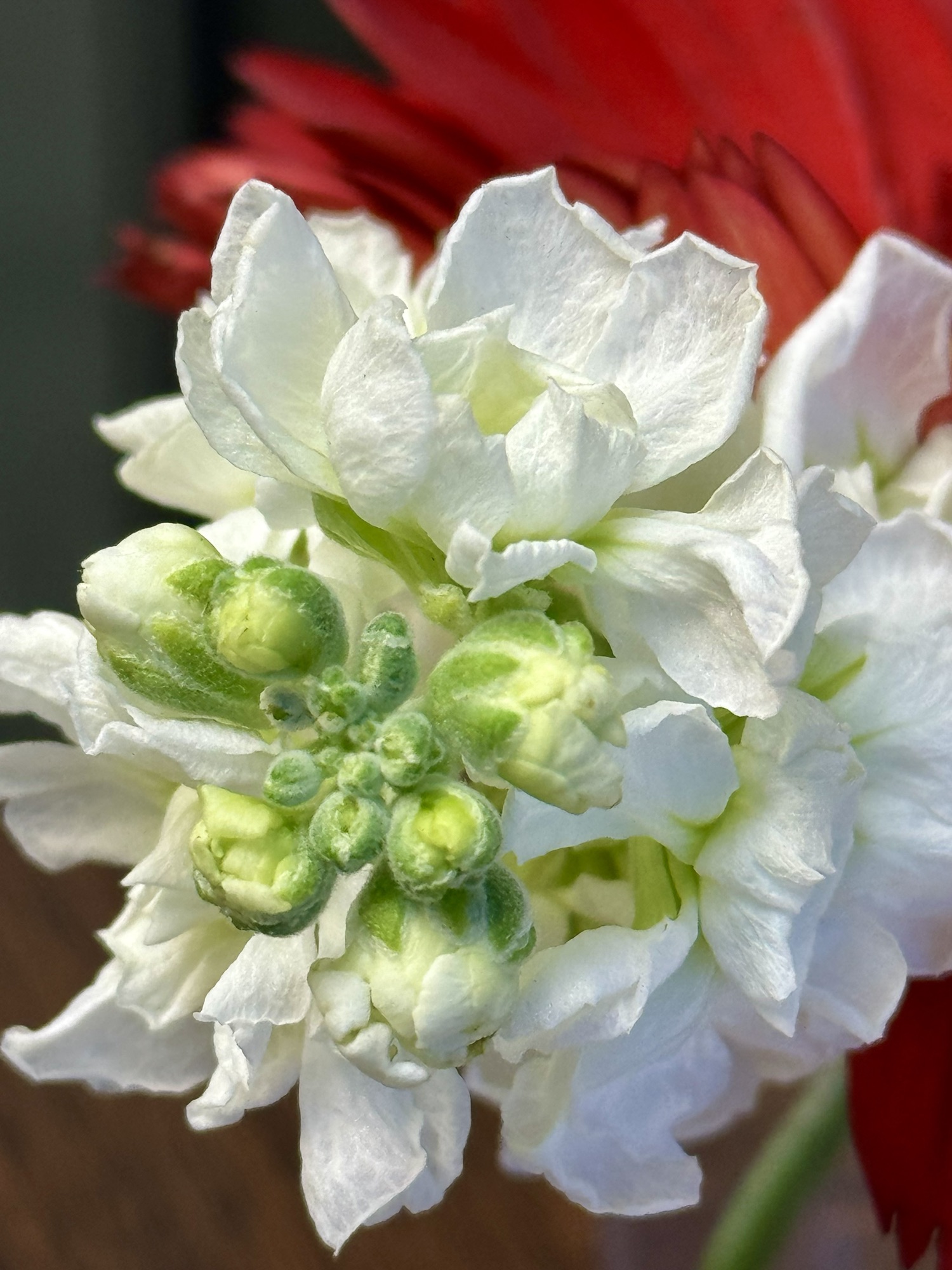 Seeing the Beauty in its Entirety – Lyrics, Sentiments and Me